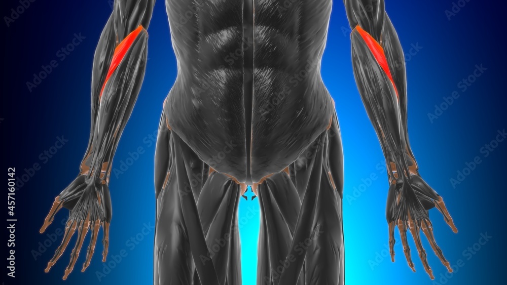 Humeral head of pronator teres Muscle Anatomy For Medical Concept 3D ...
