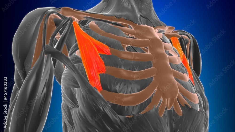 Pectoralis minor Muscle Anatomy For Medical Concept 3D Stock ...