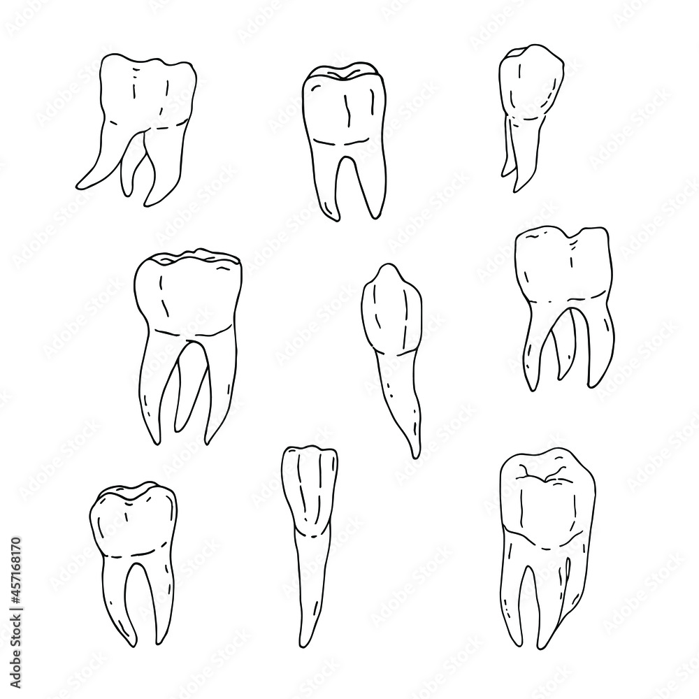 Doodle style tooth. Collection of hand-drawn teeth. Black and white ...