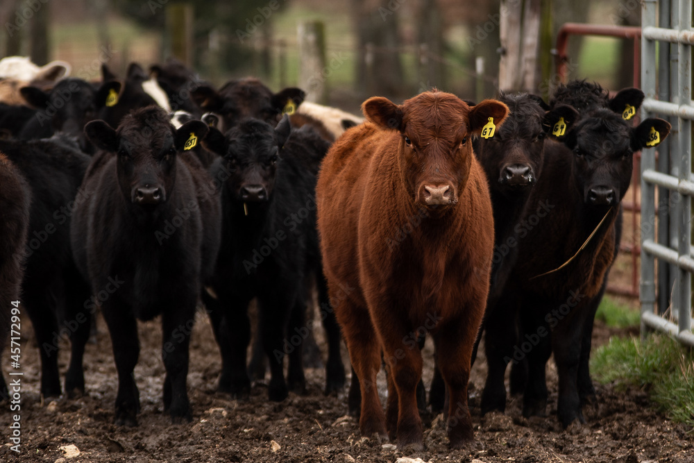 cow band Stock Photo | Adobe Stock