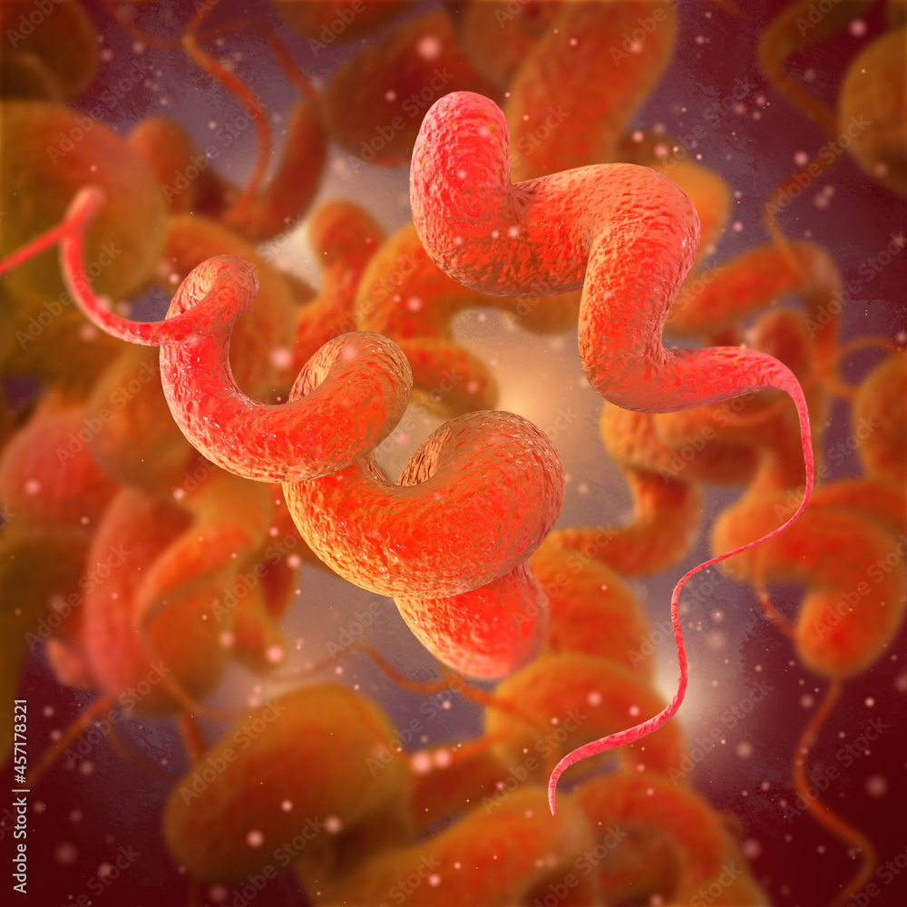 Medical background, Campylobacter spiral gram-negative microaerophilic ...