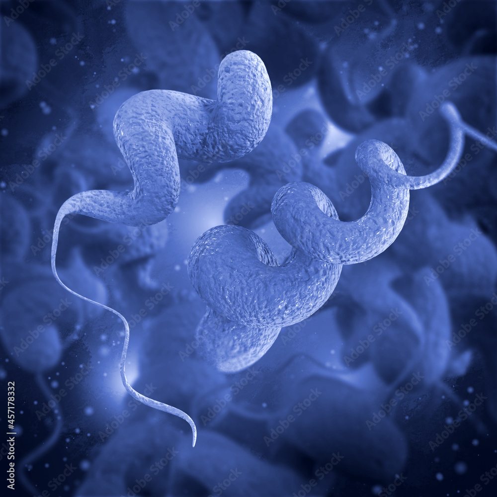 Poster Medical background, Campylobacter spiral gram-negative ...