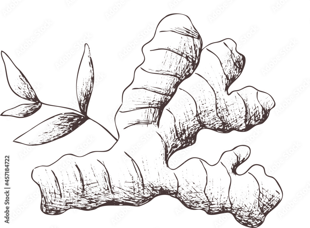 Hand drawn outline abstract vector image. Ginger root silhouette ...