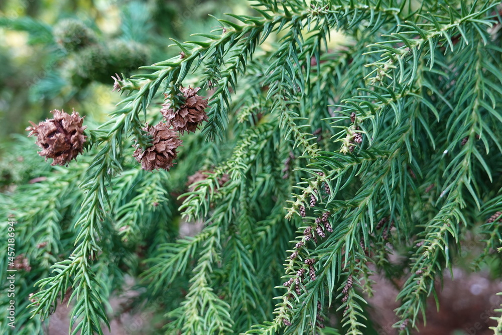 Japanese cedars are native to China and Japan, where in nature they ...