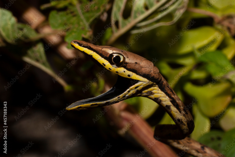 Serpientes liana cafés / Brown Vine Snakes Stock Photo | Adobe Stock