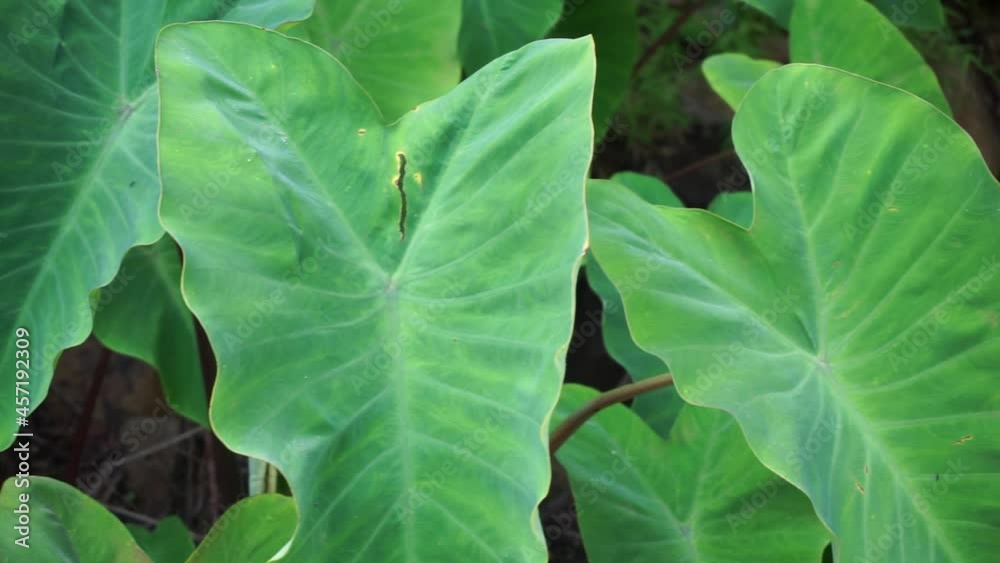 close up Taro leaves (Colocasia esculenta, talas) with natural ...