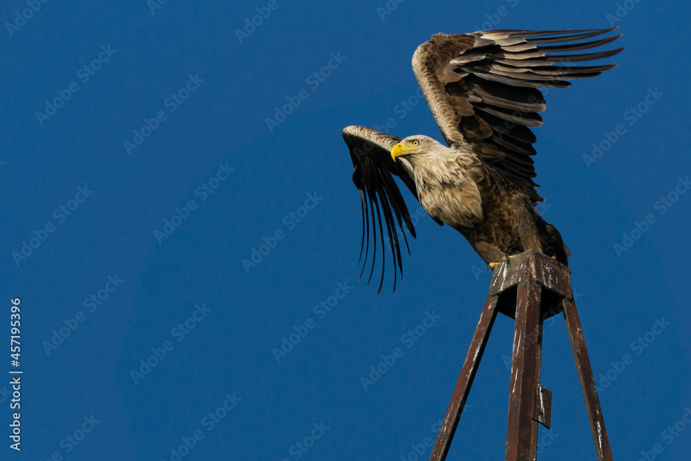Eagle - Codalb - Haliaeetus albicilla - in Delta Dunarii - Danube Delta ...