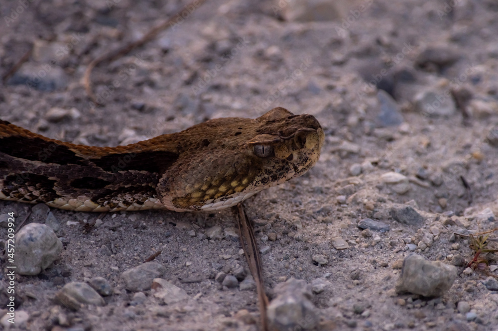 Timber Rattlesnake Portrait Stock Photo | Adobe Stock