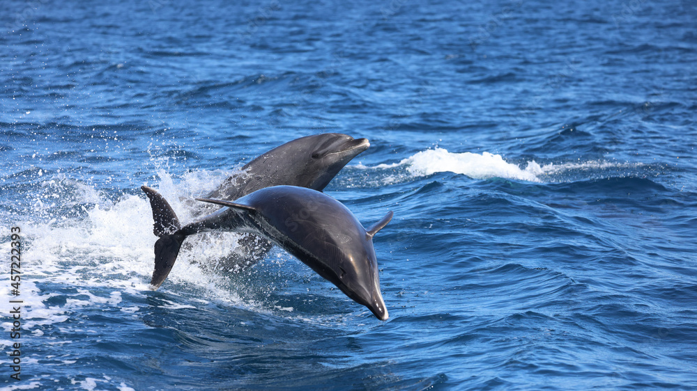 Bottlenose Dolphin Jumping