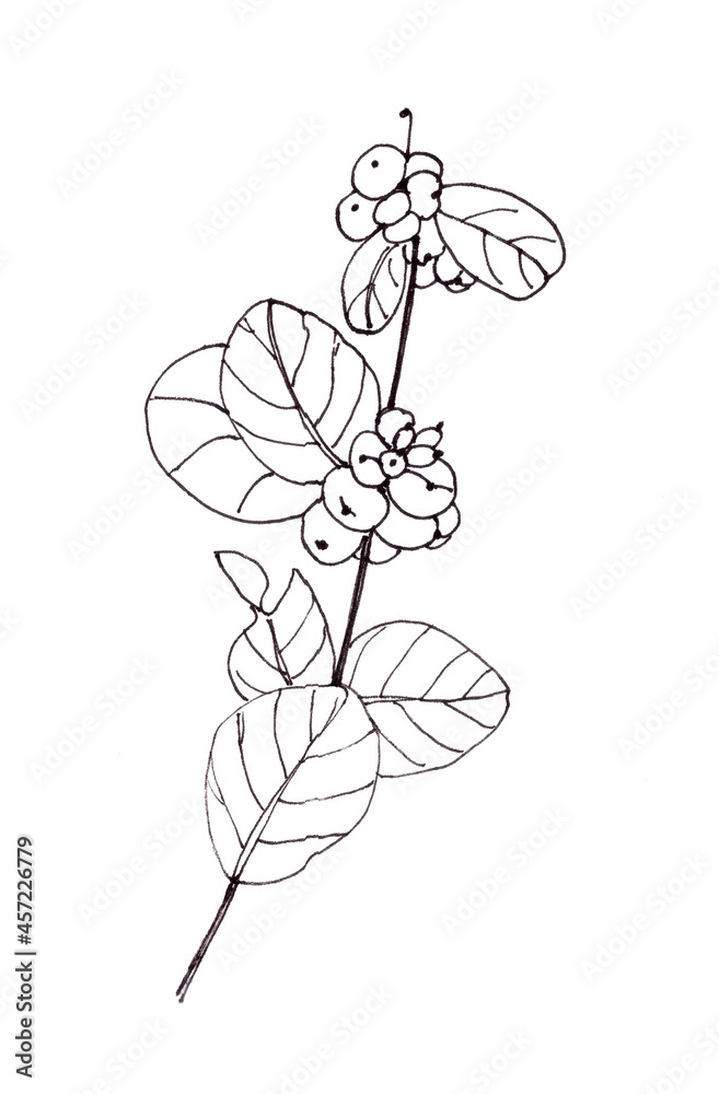 snowberry Symphoricarpos branch with fruits and leaves, graphic linear ...