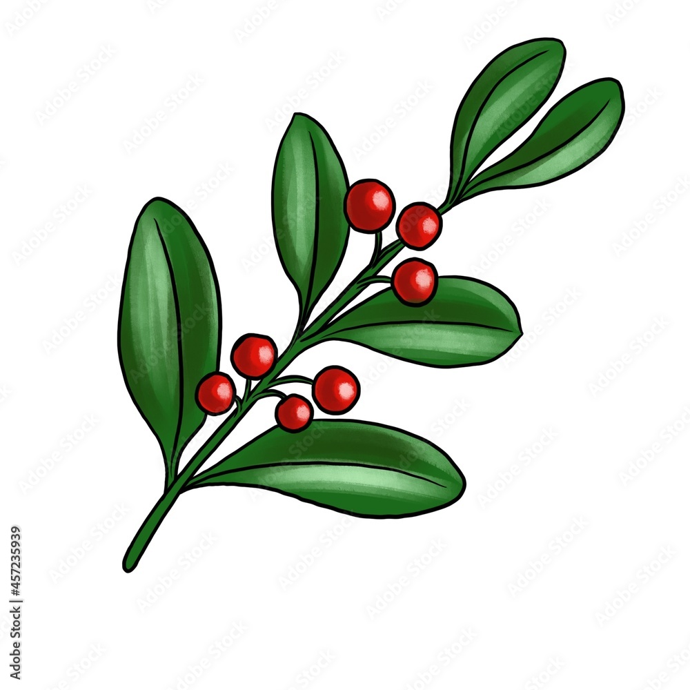 vector branch of yerba mate, Ilex paraguariensis, hand drawn ...