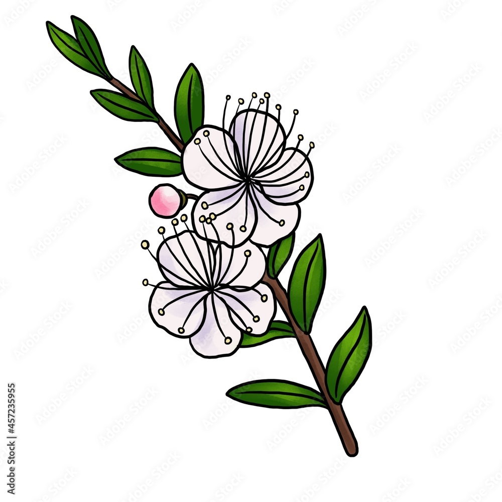 drawing branch of myrtle, Myrtus, isolated at white background, hand ...