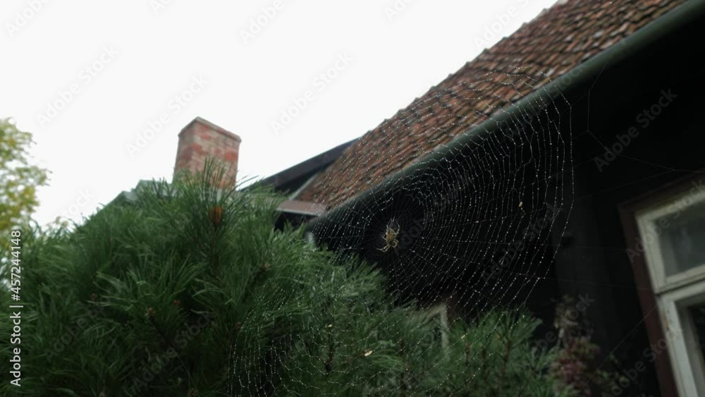 Vidéo Stock Spider in the middle of the spider web, black painted old ...