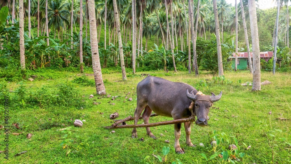 Foto de A young carabao (Bubalus bubalis), a water buffalo native to ...