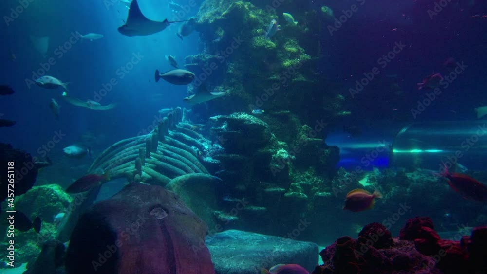 Indian and Pacific Oceans Javanese Cownose ray, Green sea Turtle ...