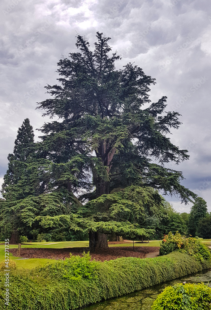 Cedrus libani tree known as cedar of Lebanon or Lebanon cedar in Denham ...