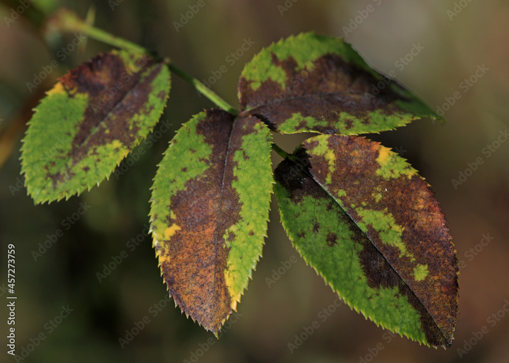 Plant disease in roses such as mildew or rust are common. Leaf spot ...