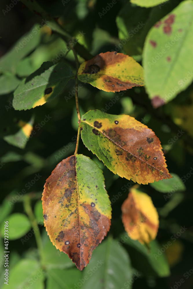 Plant disease in roses such as mildew or rust are common. Leaf spot ...