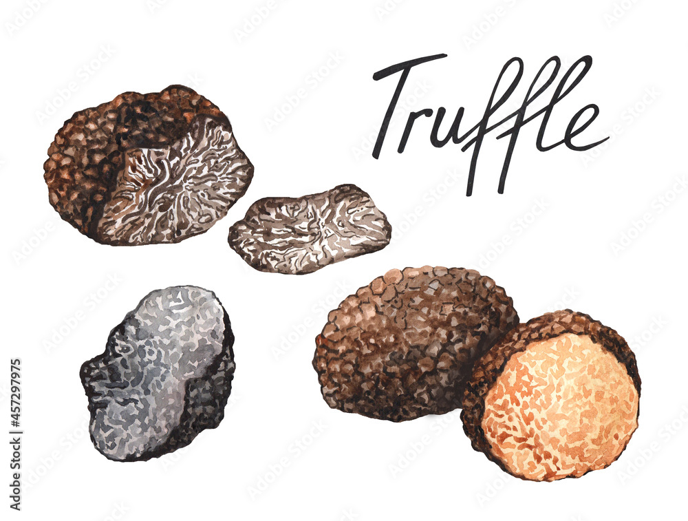 Whole and half black truffle mushroom Stock Illustration | Adobe Stock