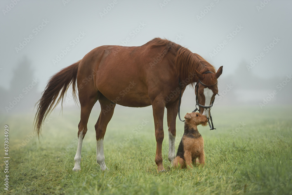 Dog and horse in nature Stock Photo | Adobe Stock