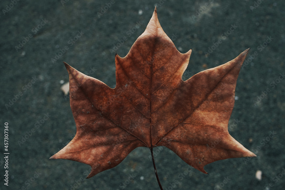 Hoja seca de otoño Stock 写真 | Adobe Stock