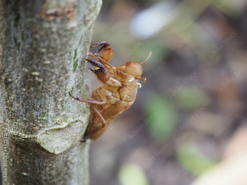 Insect molting, cicada molt on tree, with blurred background. Stock ...