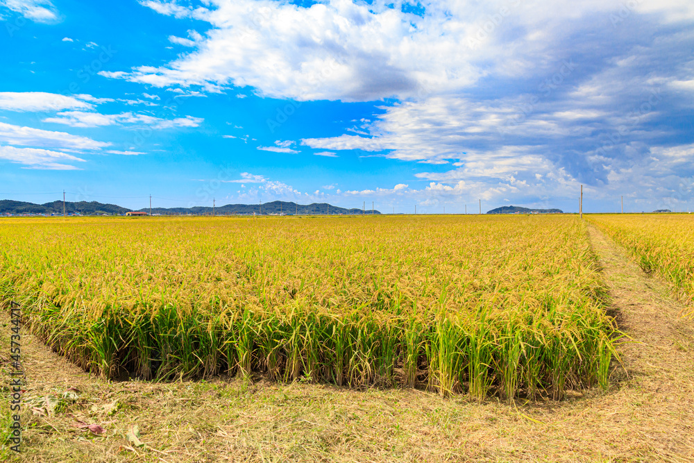 Korean traditional rice farming. Korean rice farming scenery. Korean ...