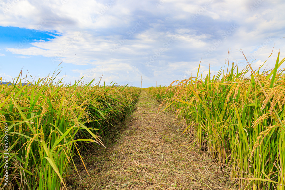 Korean traditional rice farming. Korean rice farming scenery. Korean ...