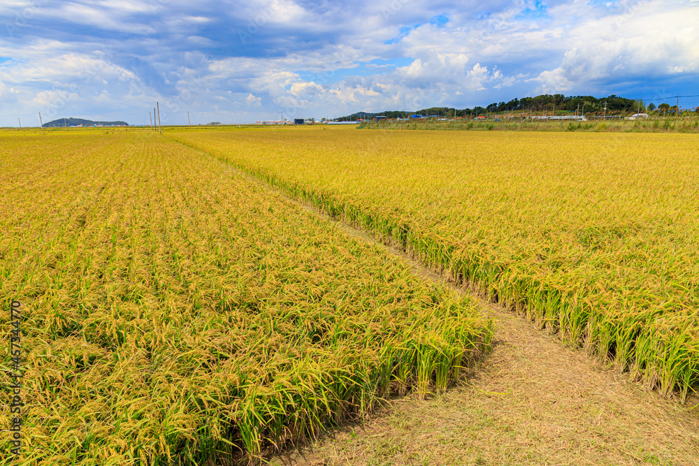 Korean traditional rice farming. Korean rice farming scenery. Korean ...