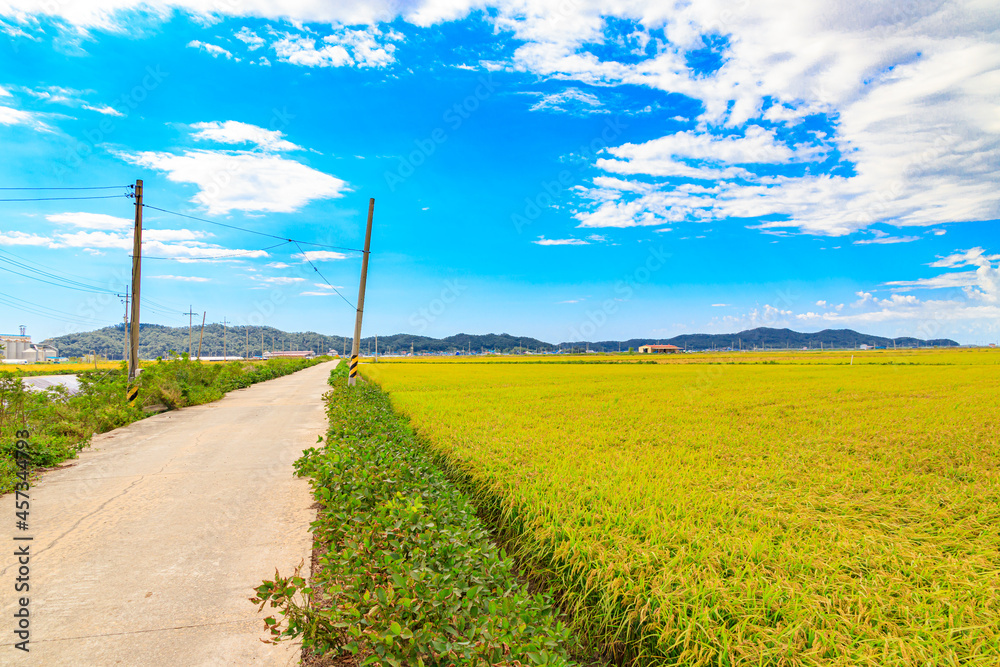 Korean traditional rice farming. Korean rice farming scenery. Korean ...