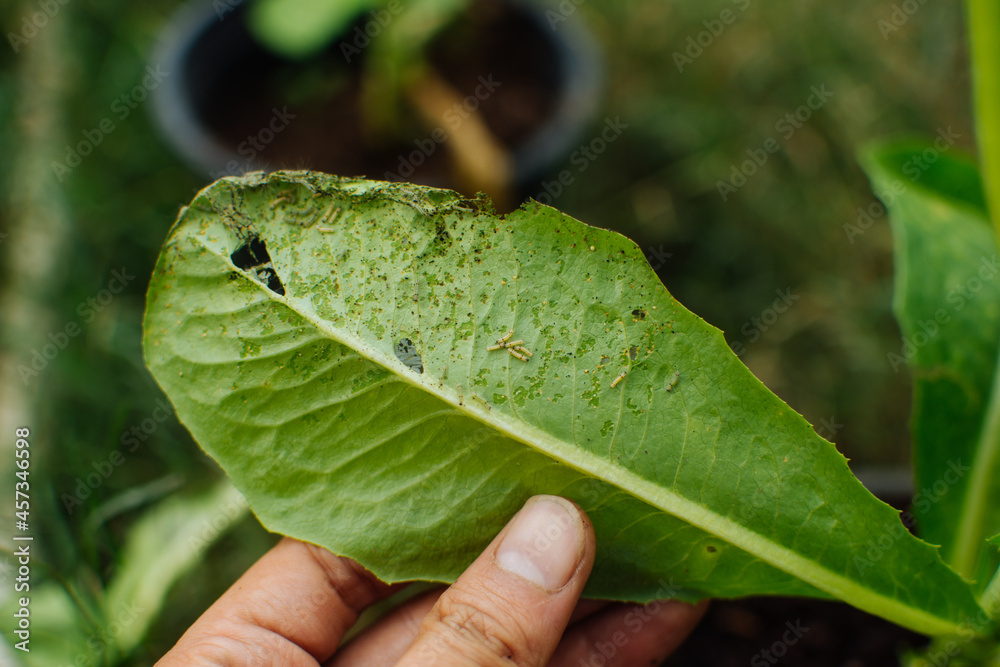 lots of caterpillars eating plant leaves. Caterpillar damage in garden ...