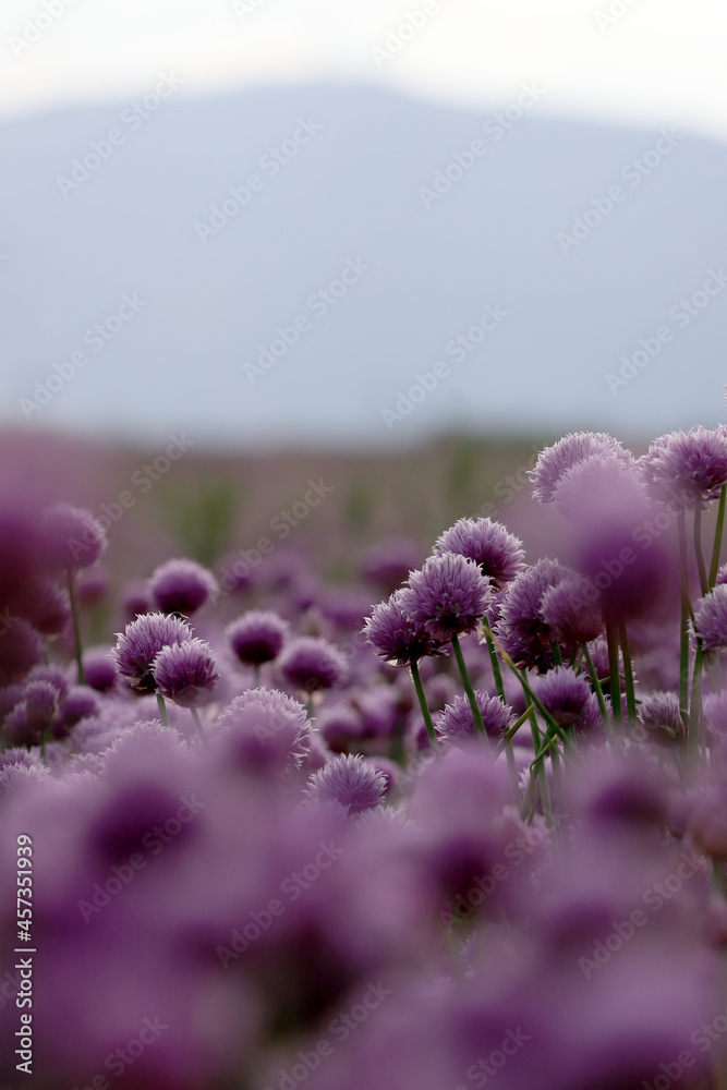 A purple field of blooming chives in the Sleza Landscape Park at the ...