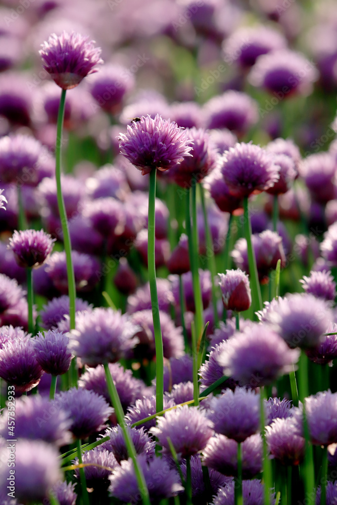 A purple field of blooming chives in the Sleza Landscape Park at the ...