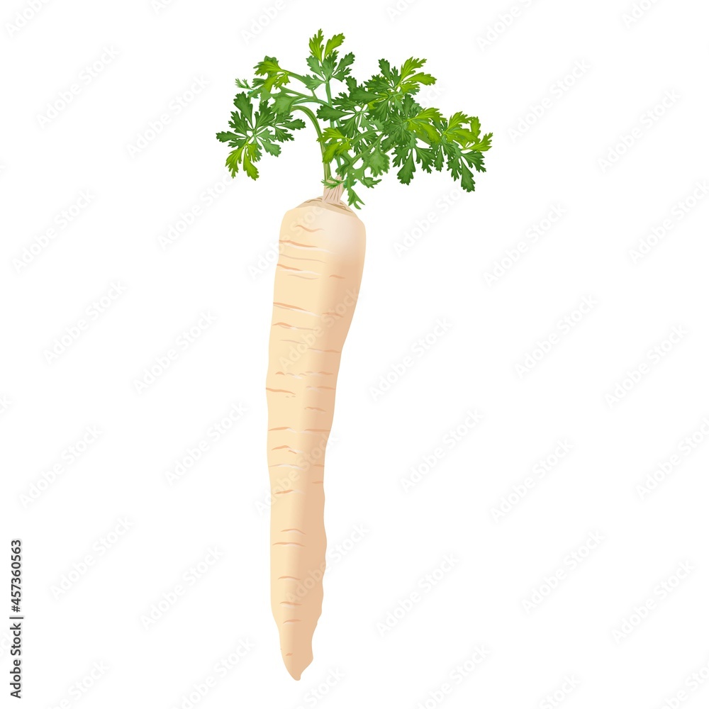 Parsnip for banners, flyers, posters, cards. Parsnip with tops. Parsnip ...