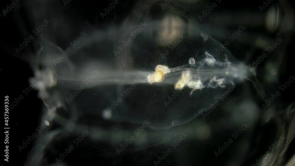 Vidéo Stock larva of Ctenophora Beroe ovata under a microscope, family ...