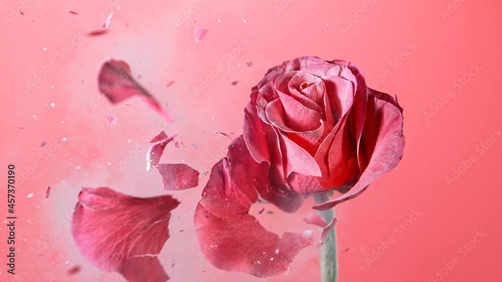 Freeze motion of red rose frozen and exploding, close-up. Stock Photo ...