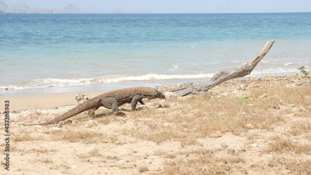 Walking Komodo dragon at the beach. 4K Beautiful background with ...