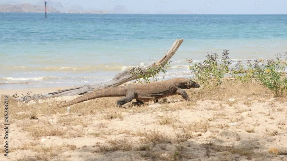Vidéo Stock Walking Komodo dragon at the beach. 4K Beautiful background ...