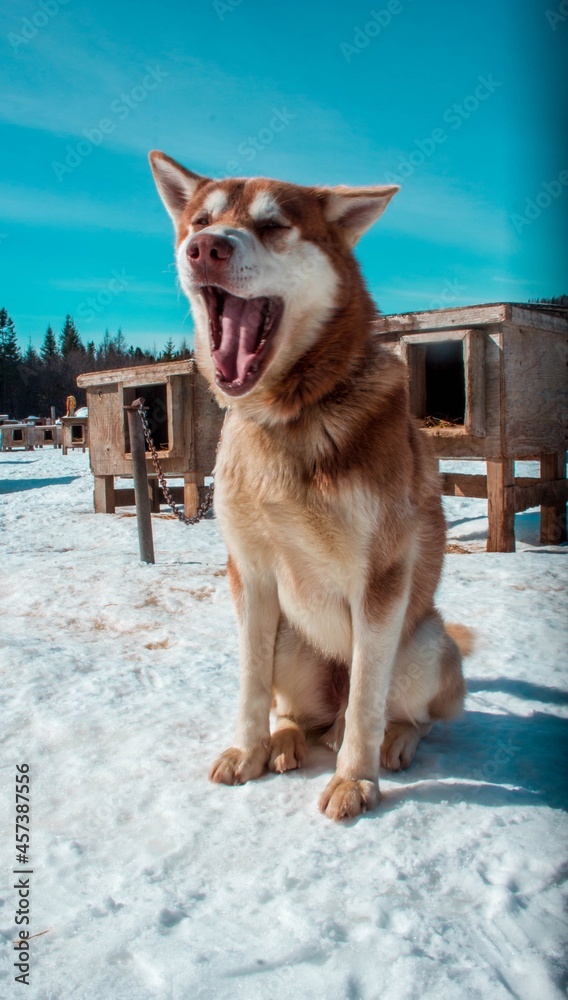 Sled Dog Yawning After Sled Session Stock Photo | Adobe Stock