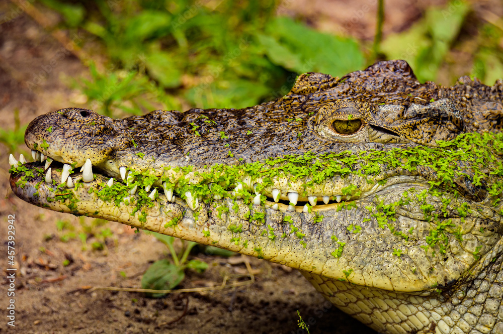 zoo animals, zoo, animals, wild animals, elephant, alligator, panda ...