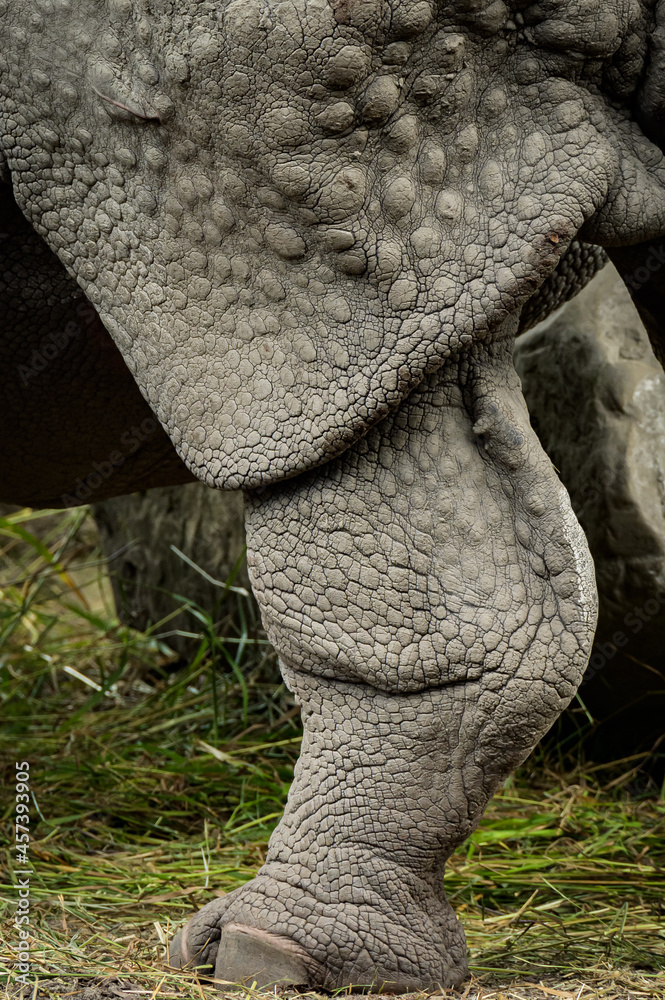 zoo animals, zoo, animals, wild animals, elephant, alligator, panda ...