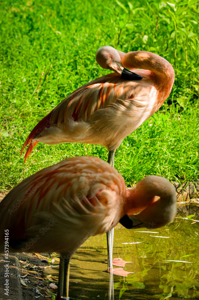 zoo animals, zoo, animals, wild animals, elephant, alligator, panda ...