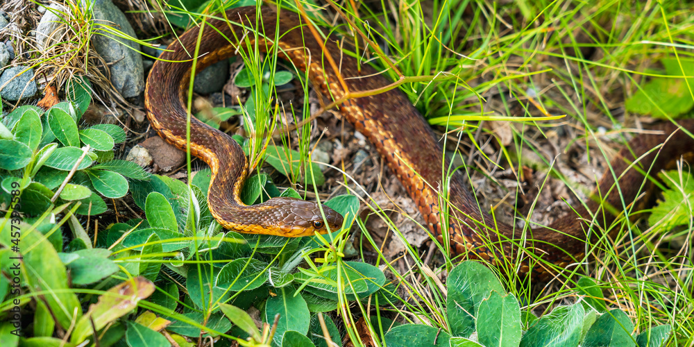 Foto de Eastern garter snake (Thamnophis sirtalis, garden snake). One ...