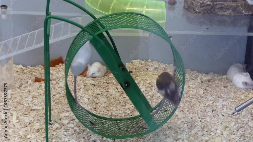 White mouse running on spinning wheel inside cage. Mice as pets and ...