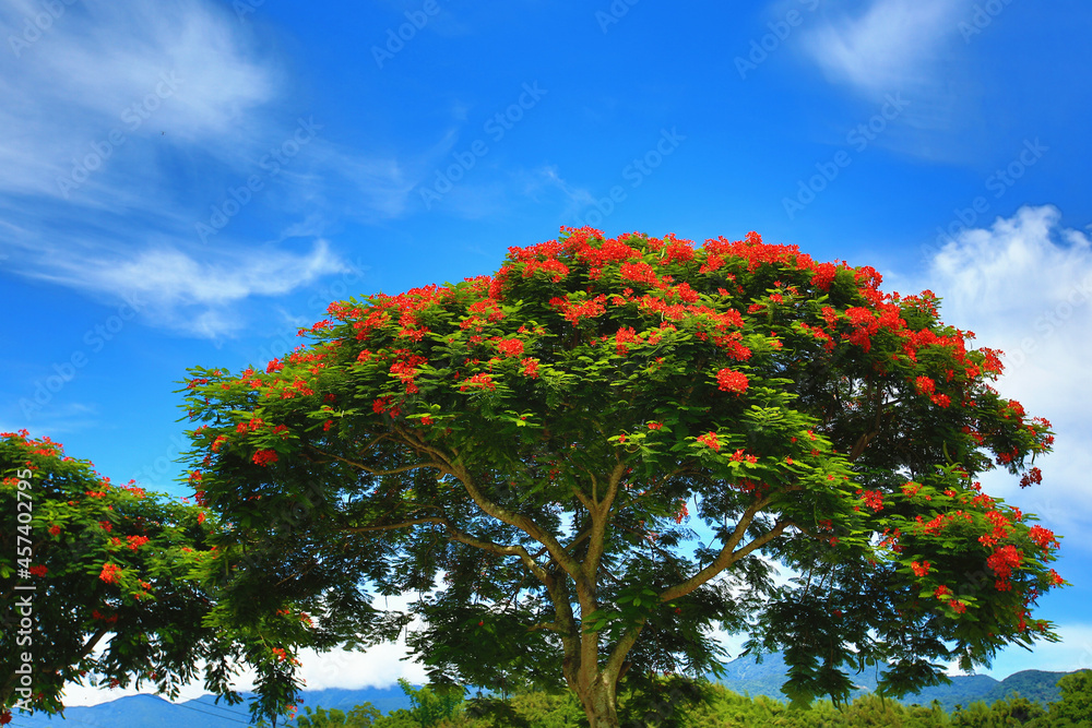beautiful scenery of Poinciana (Flame tree) flowers,view of Flame tree ...