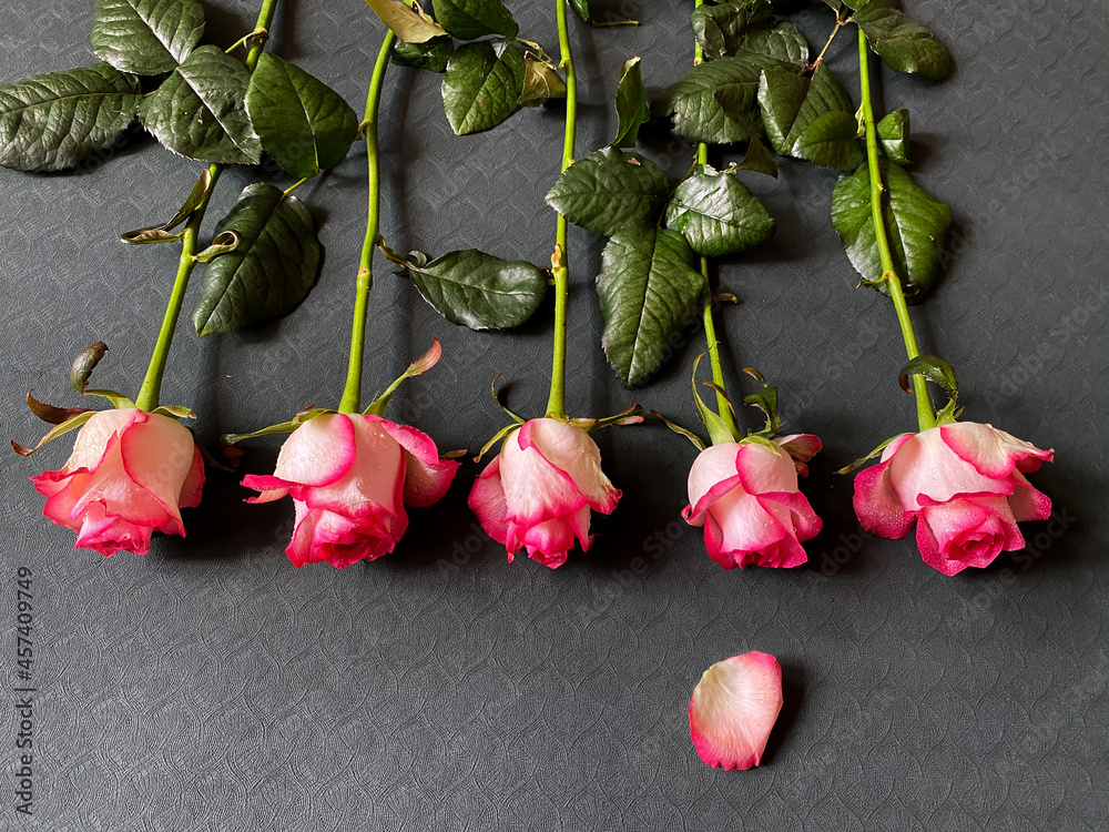 Five roses and one petal Stock Photo | Adobe Stock