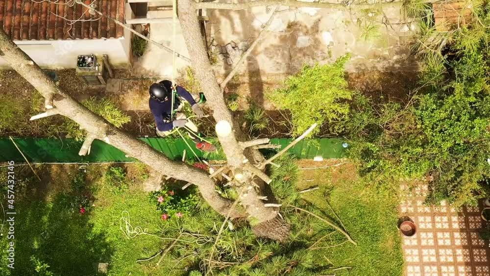 Professional arborist working on a pine tree with all the necessary ...