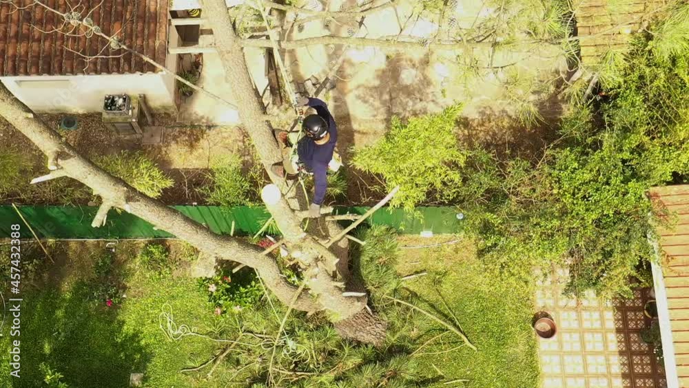 Professional arborist working on a pine tree with all the necessary ...