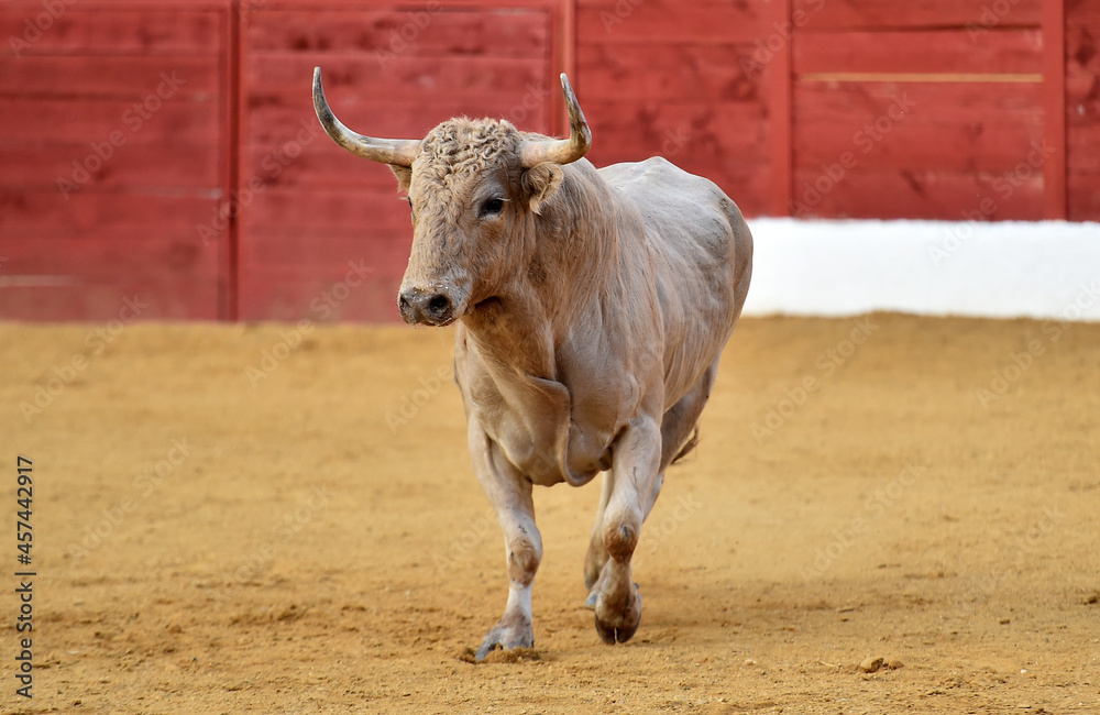 un toro de color blanco con grandes cuernos corriendo en una plza de ...