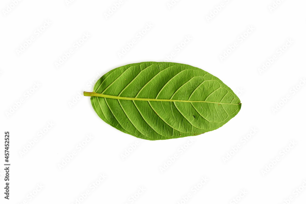 dry guava leaves isolated in white background with copy space Stock ...